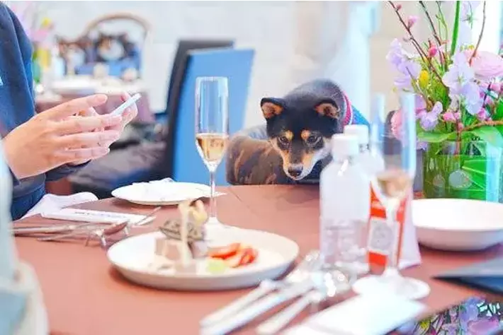 レクサス有明主催｜トヨタモビリティ東京株式会社 レクサス有明にて3日間限定企画「LEXUS DOG FESTA Presented by ...